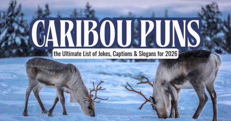 153+ Caribou Puns: the Ultimate List of Jokes, Captions & Slogans for ...